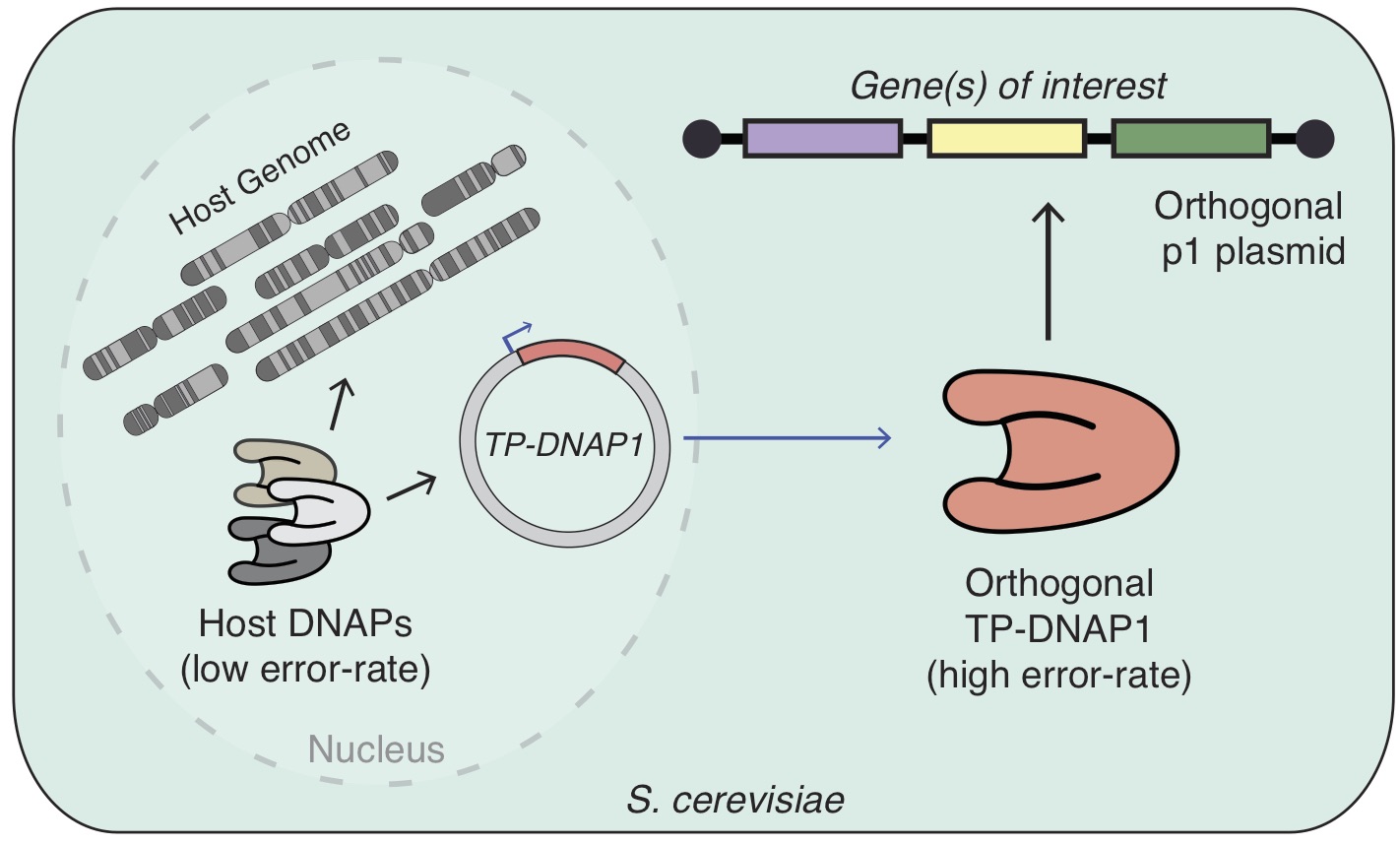 OrthoRep Preprint! | Liu Laboratory for Synthetic Evolution