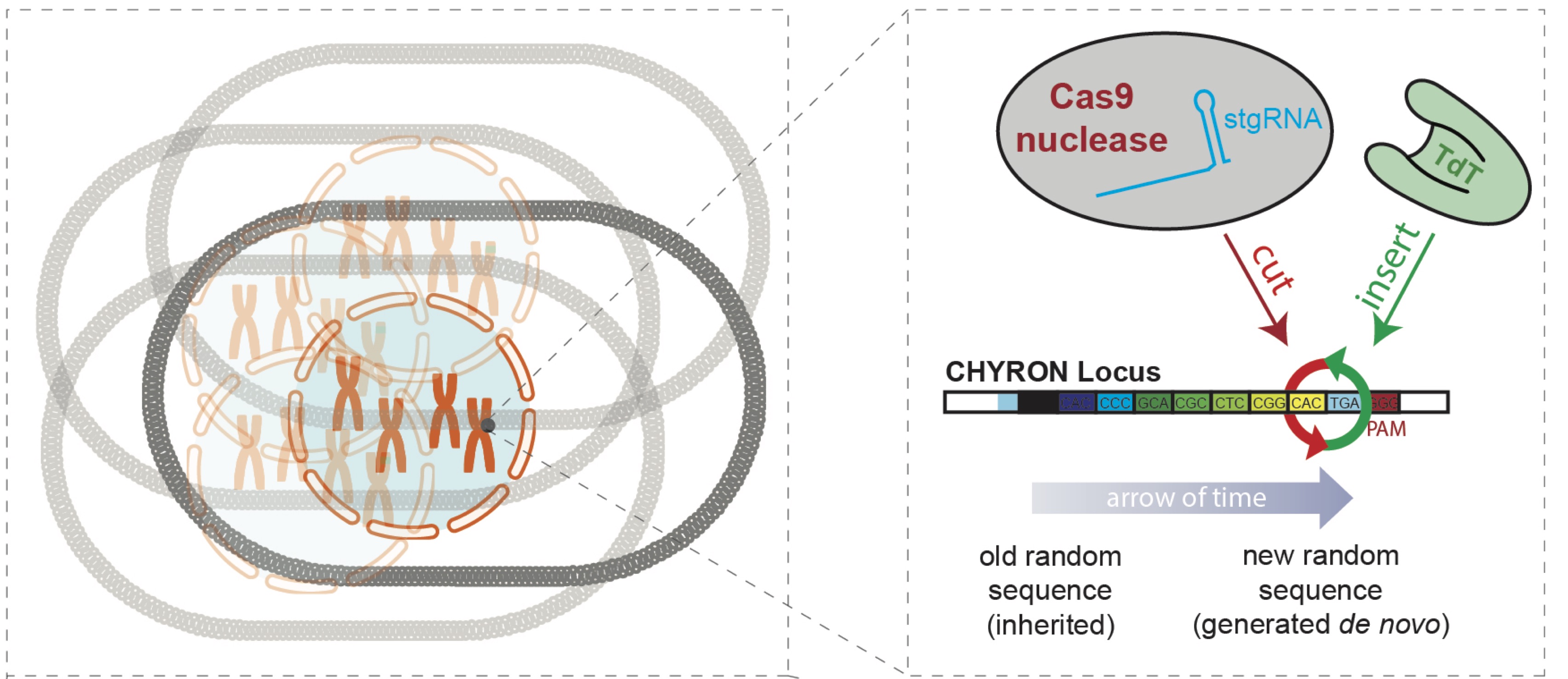 Lab News | Liu Laboratory for Synthetic Evolution