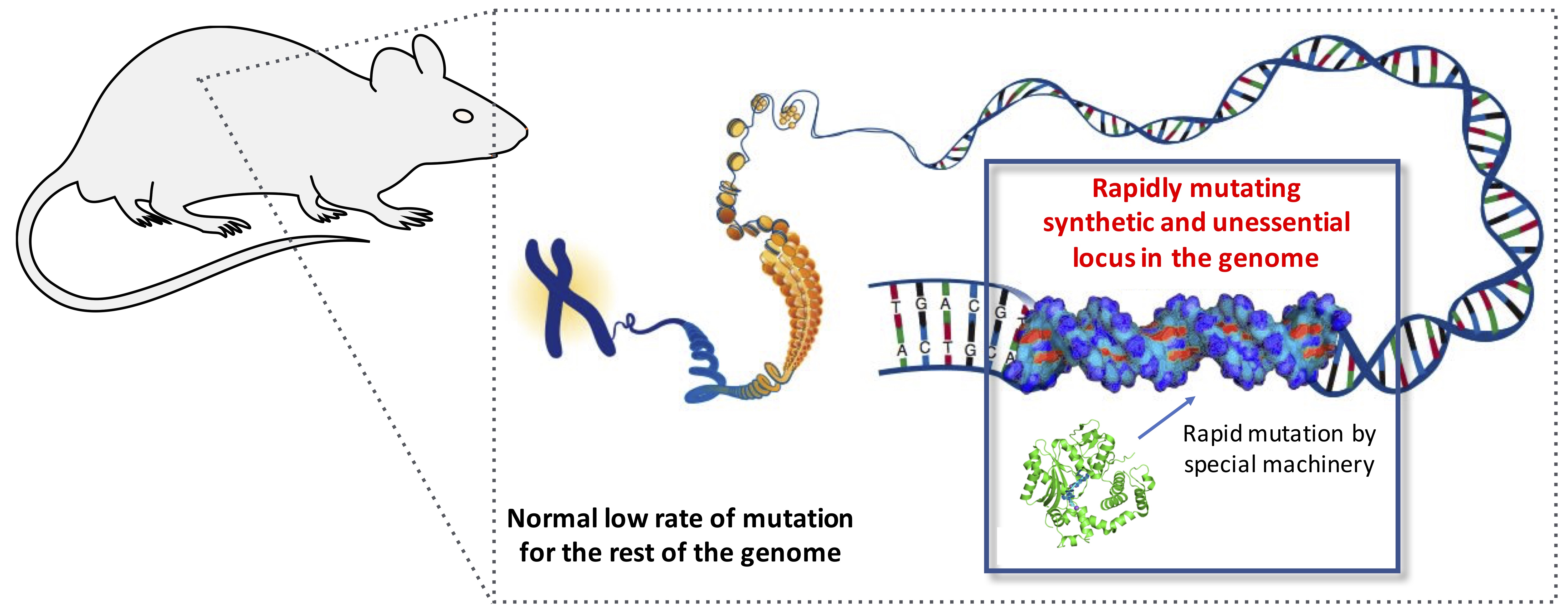 Projects | Liu Laboratory for Synthetic Evolution