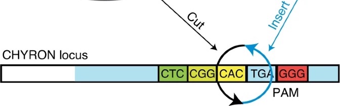 CHYRON Paper Published in Nature Chemical Biology | Liu Laboratory for ...